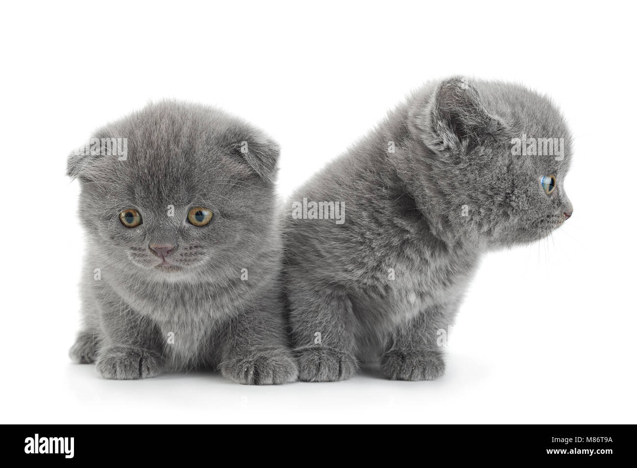 Scottish Fold gray cat isolated on white background Stock Photo - Alamy