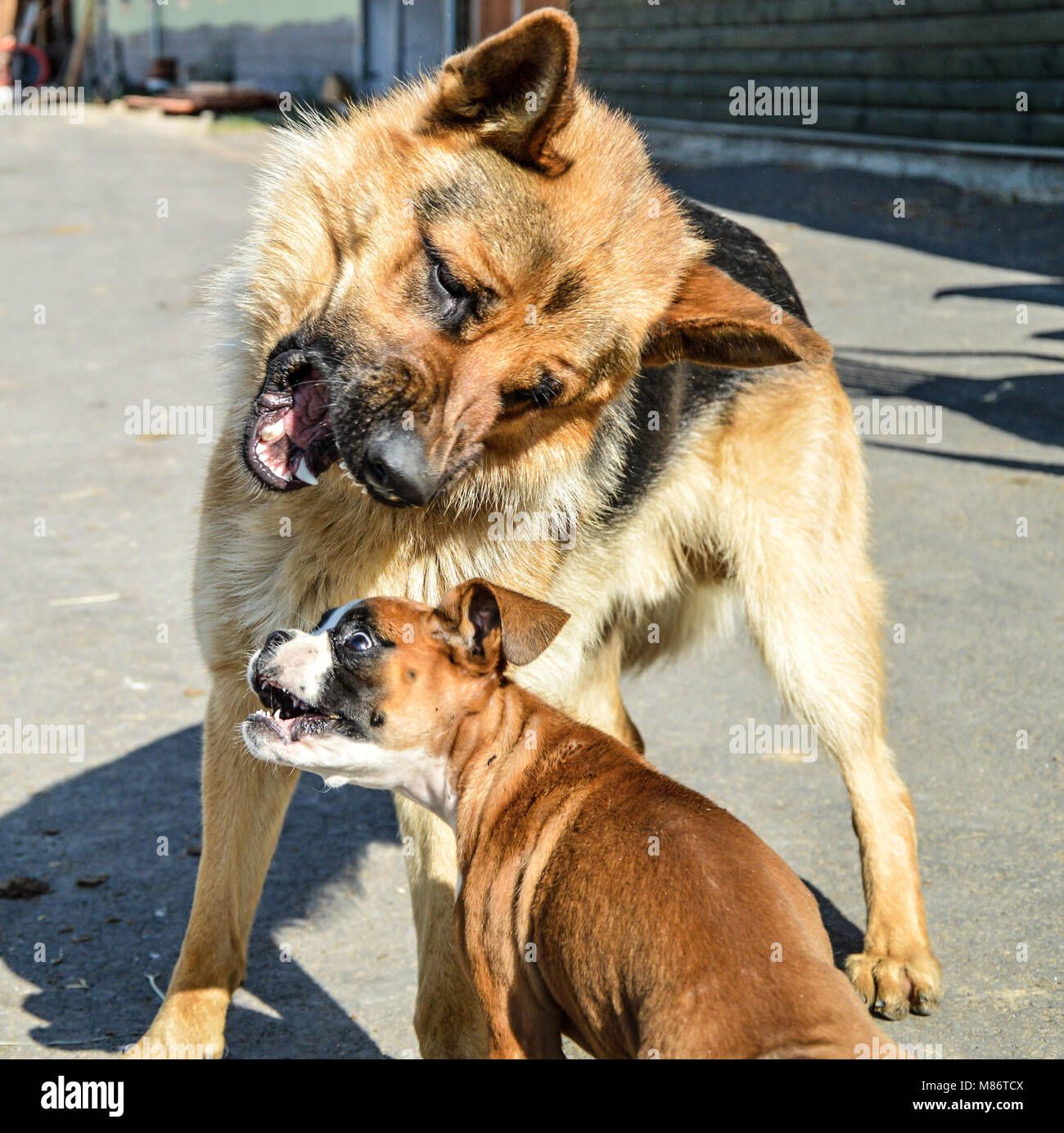 Puppy boxer and old dog Stock Photo - Alamy