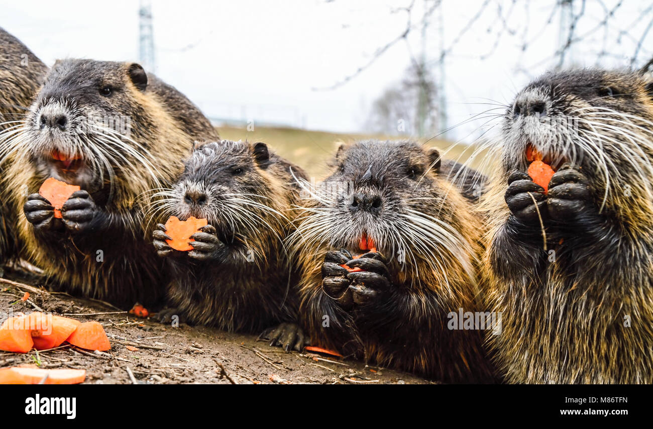 Den nutria hi-res stock photography and images - Alamy