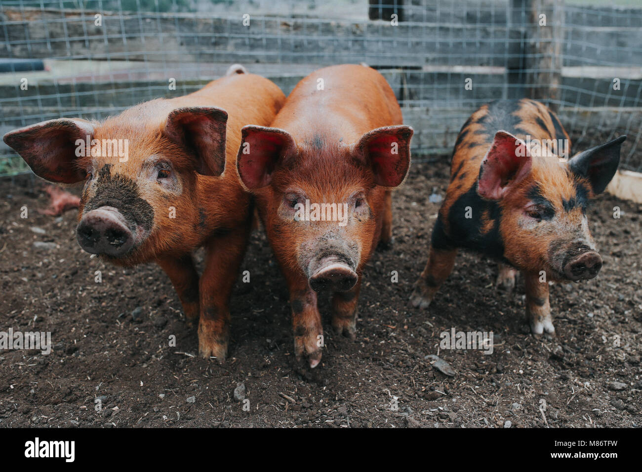 Three piglets in a pigsty Stock Photo - Alamy