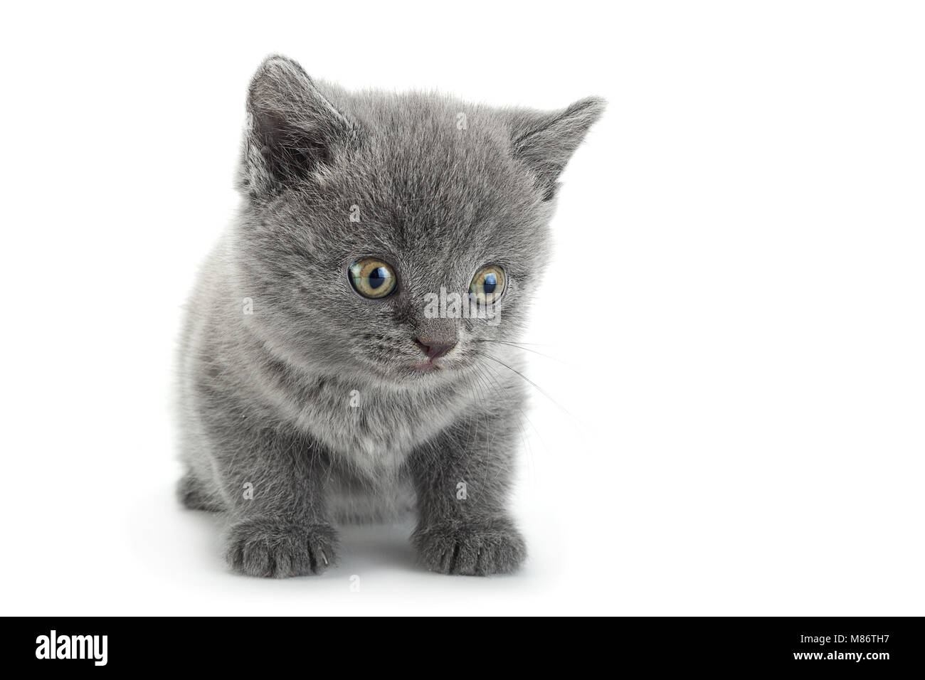 Scottish Fold gray cat isolated on white background Stock Photo - Alamy