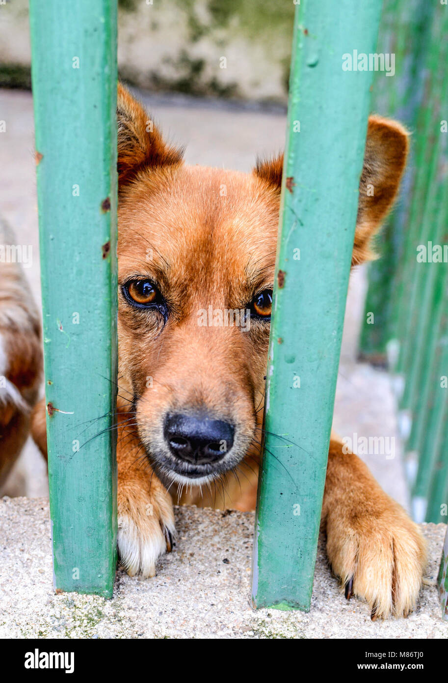 Sad dog in shelter waiting at new home Stock Photo - Alamy