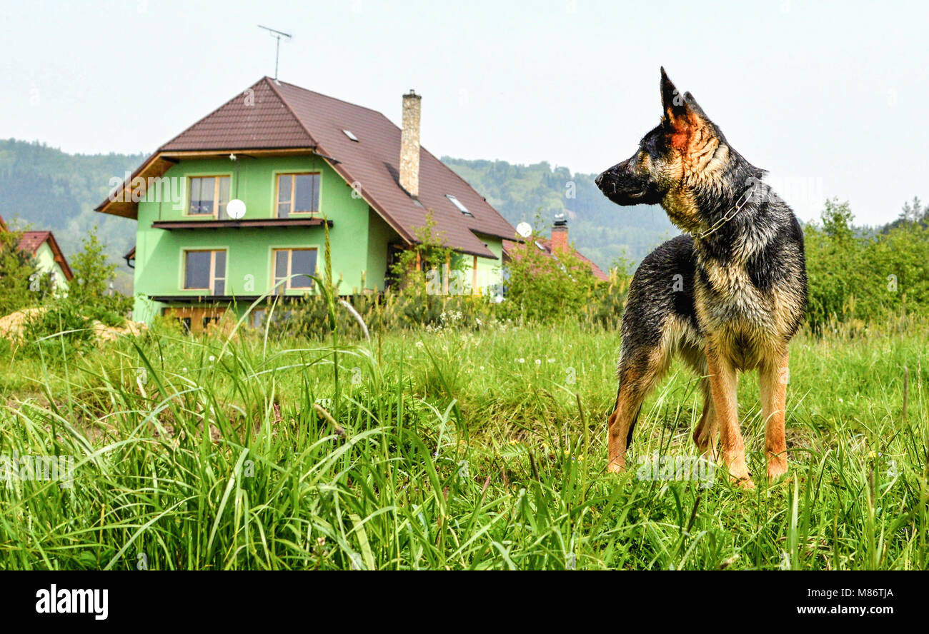 Dog watching his home Stock Photo - Alamy