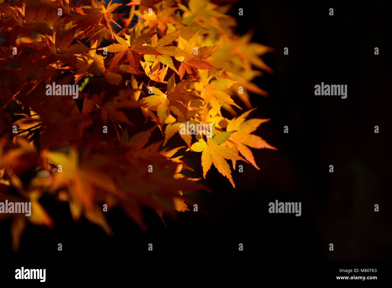 Autumn leaves on a tree, Kyoto, Japan Stock Photo - Alamy