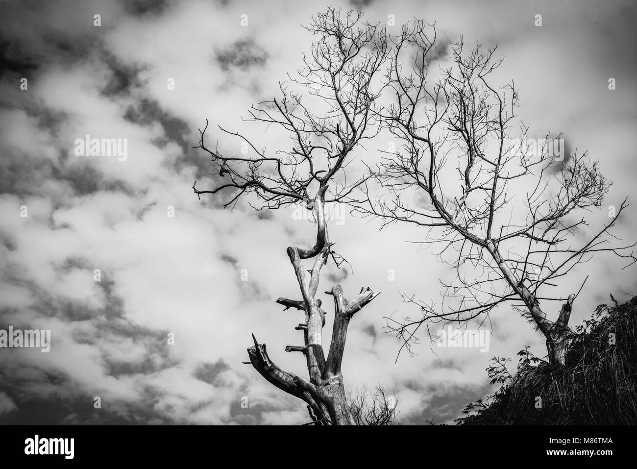 Dead tree isolated on white background Stock Photo - Alamy