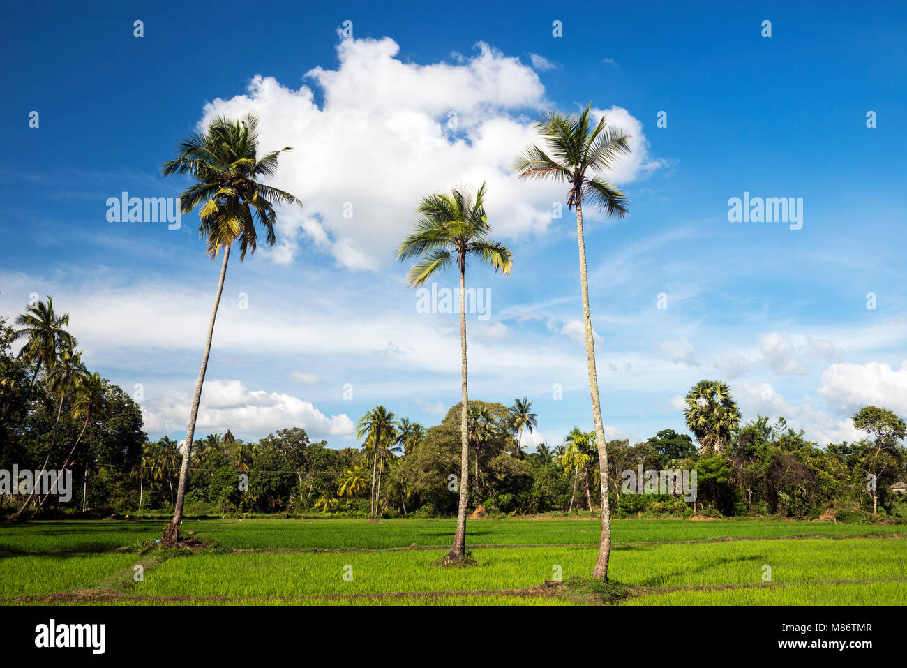 Paddy field, Avukana, North Central Province, Sri Lanka Stock Photo - Alamy