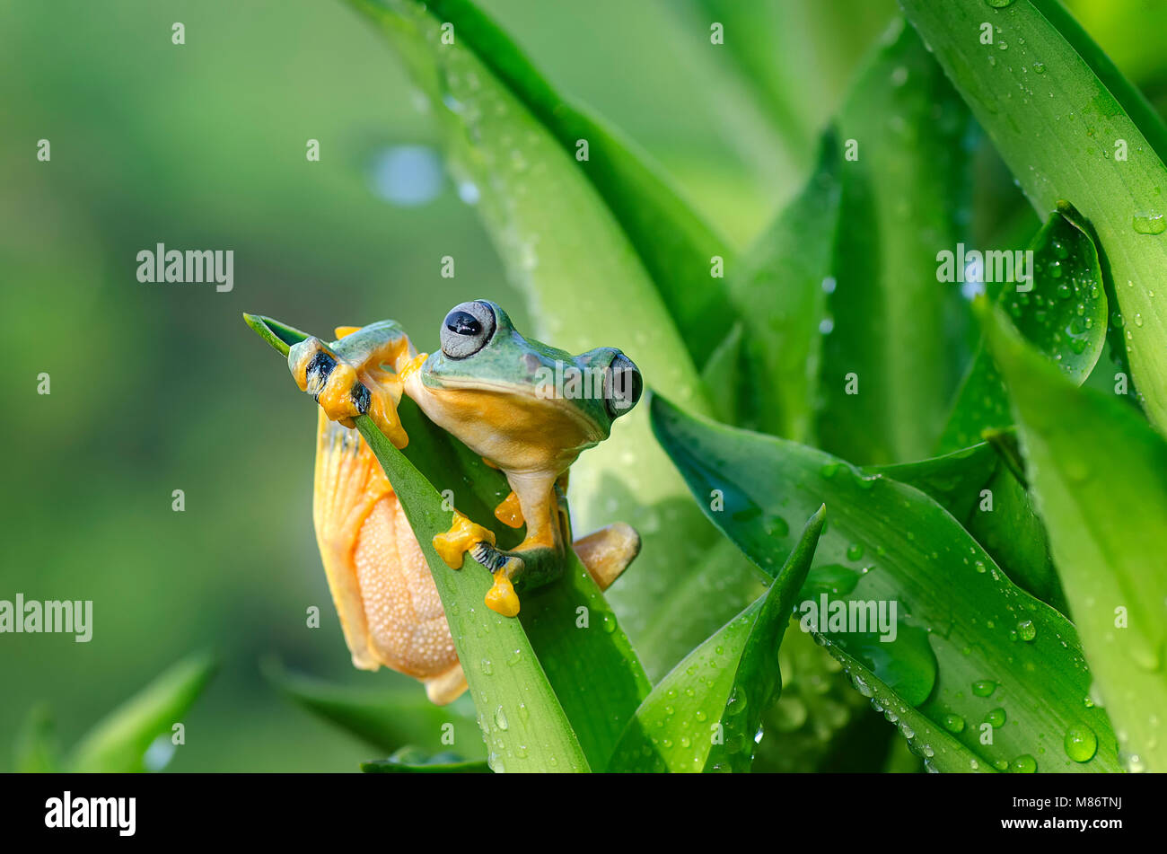Green tree frog on a plant, West Java, Indonesia Stock Photo - Alamy