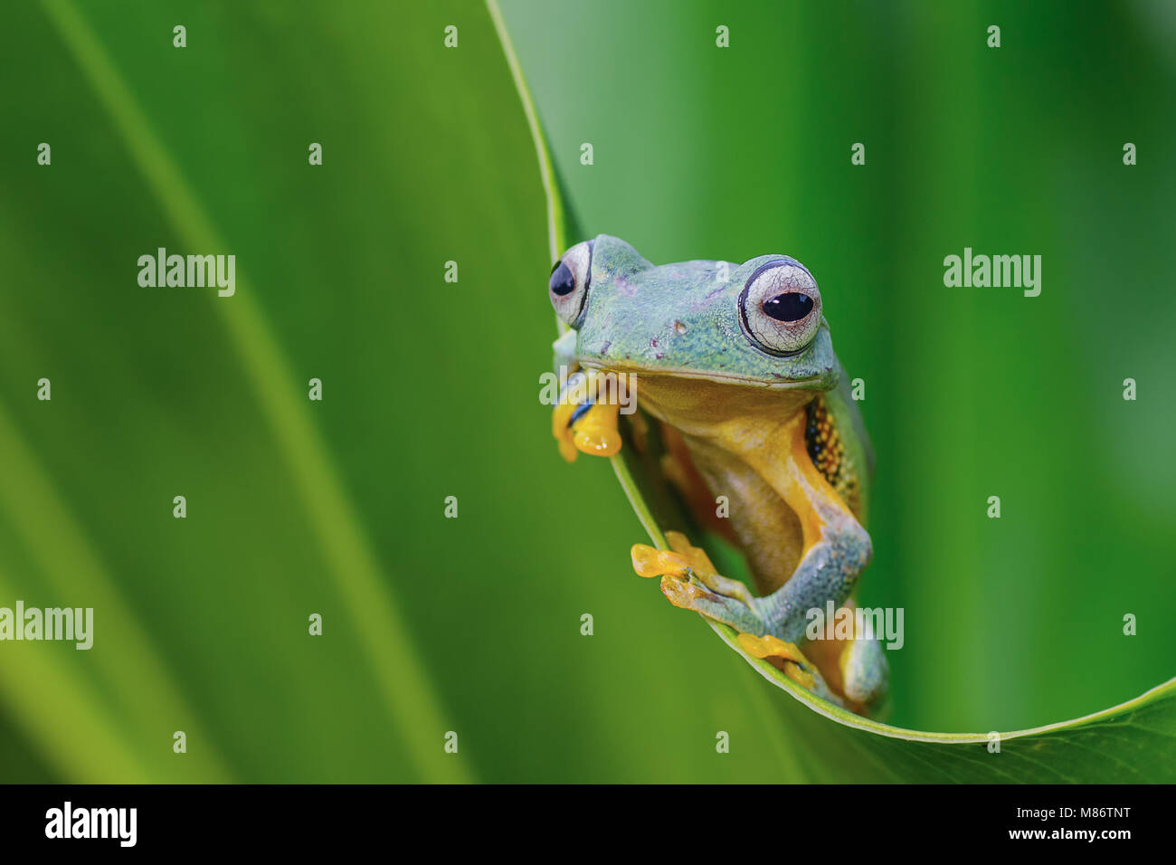 Green tree frog on a leaf, West Java, Indonesia Stock Photo - Alamy