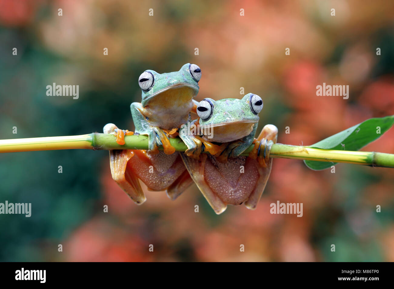 Two Javan tree frogs on a branch, Indonesia Stock Photo - Alamy