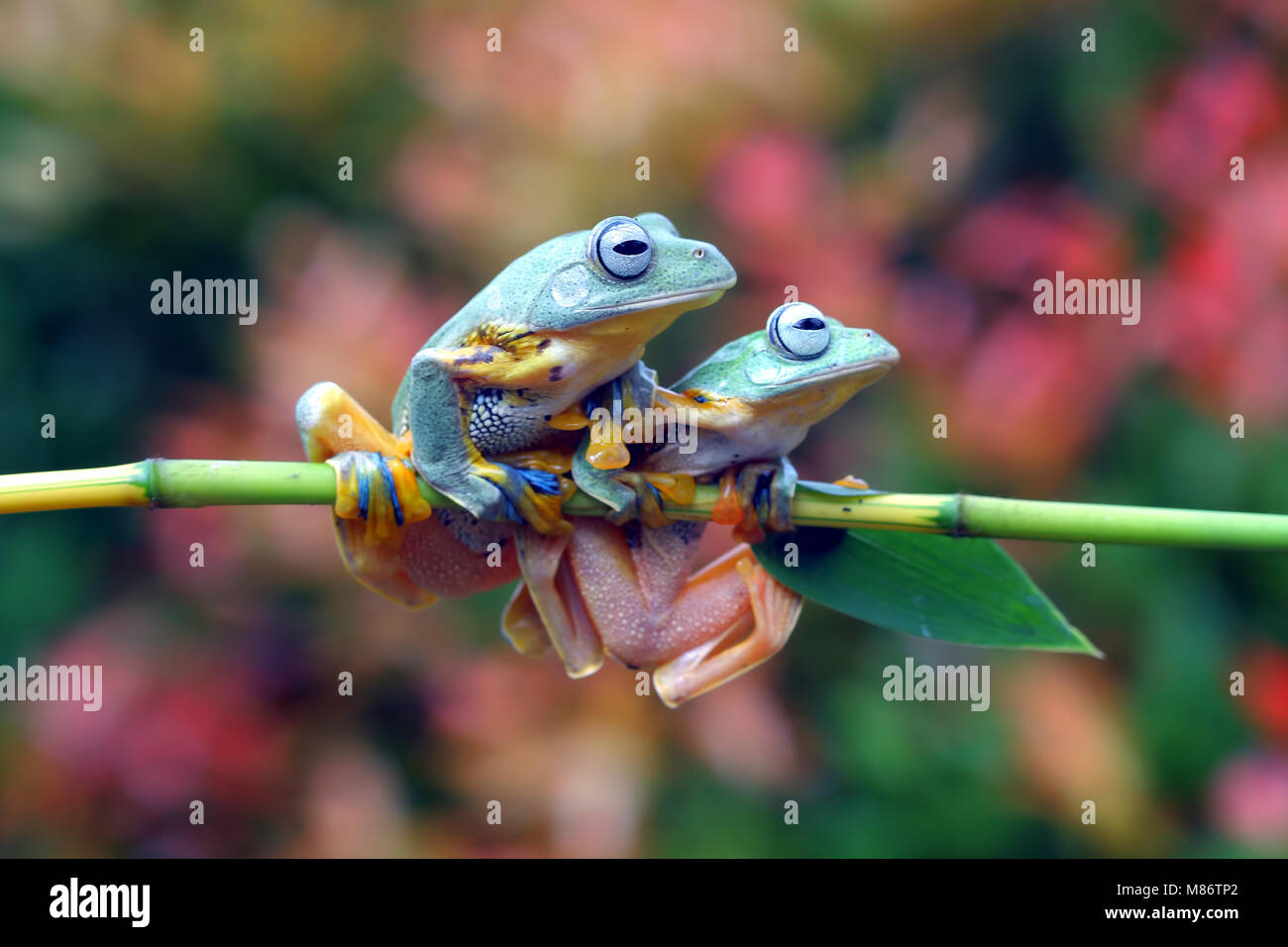 Two Javan tree frogs on a branch, Indonesia Stock Photo - Alamy