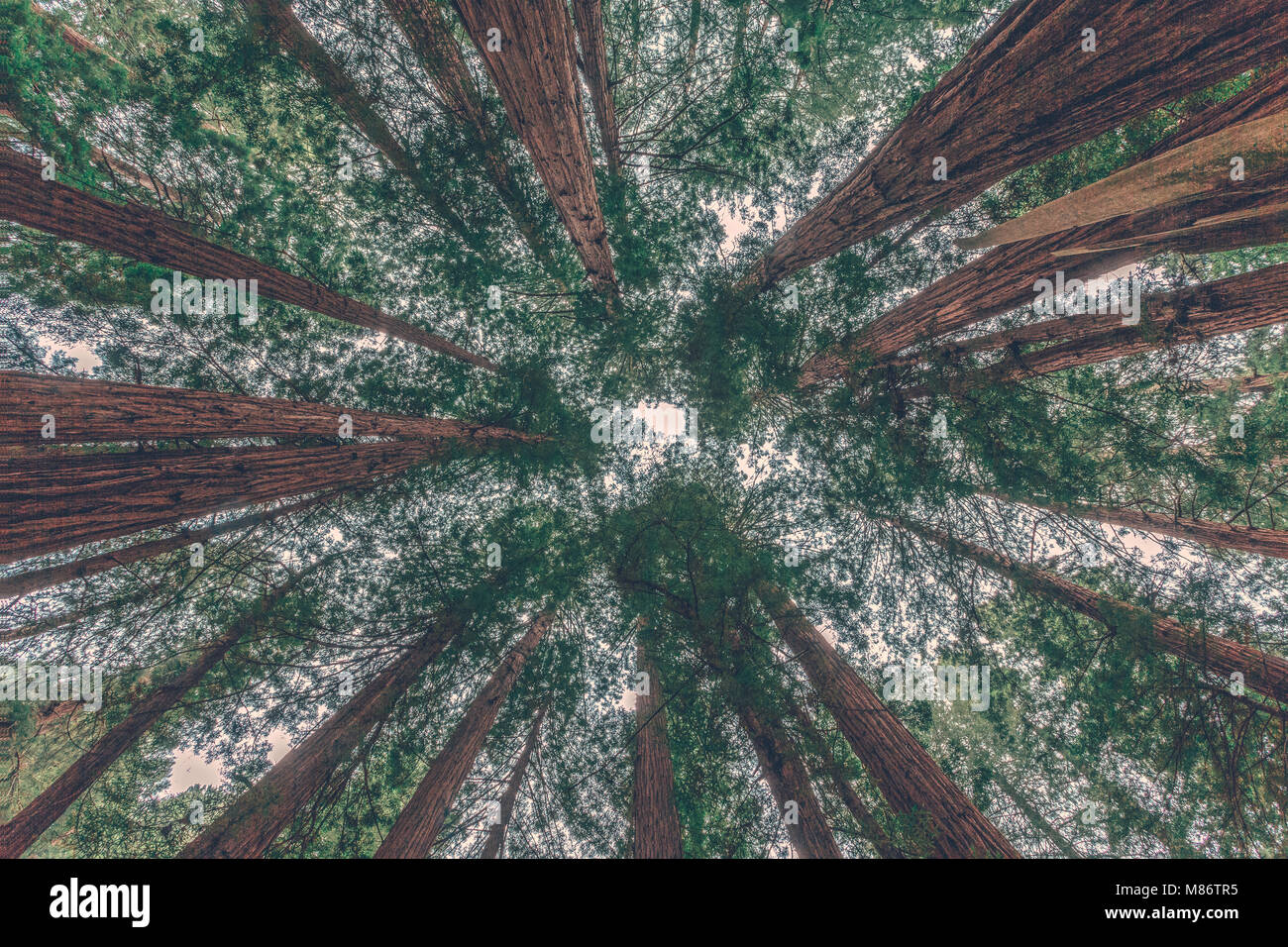 Redwood trees muir woods california hi-res stock photography and images ...