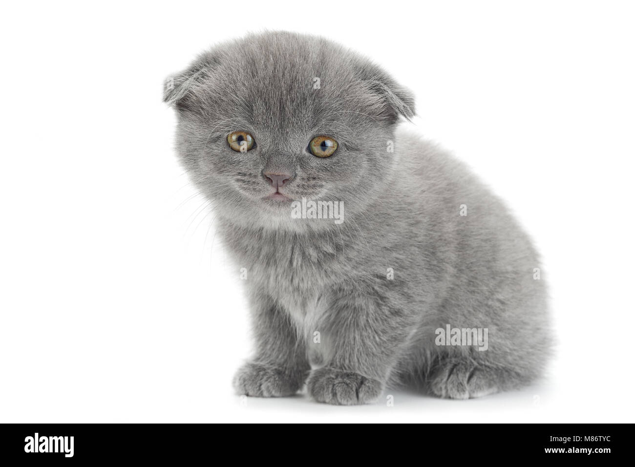 Scottish Fold gray cat isolated on white background Stock Photo - Alamy