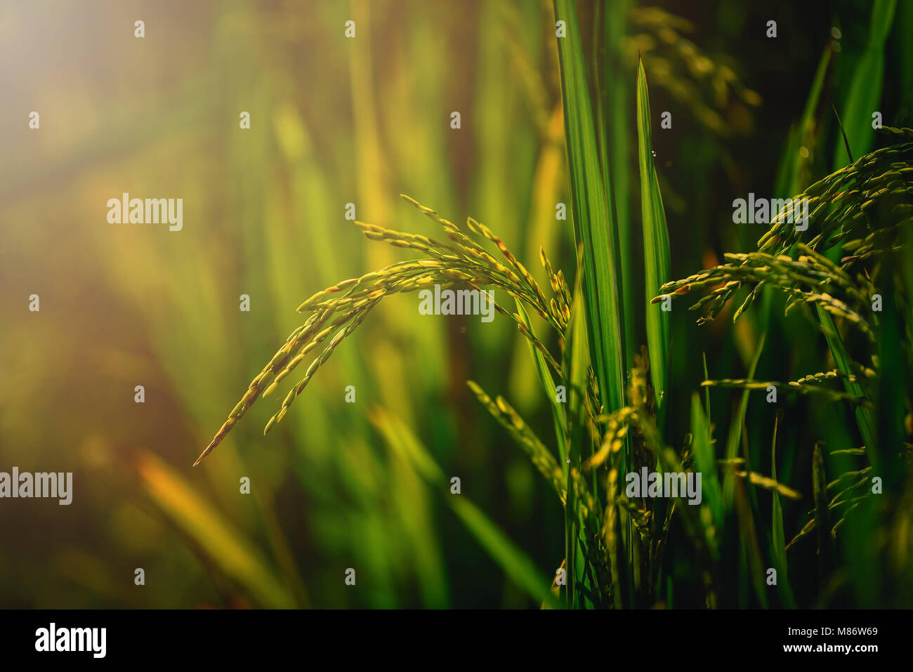 Paddy field background hi-res stock photography and images - Alamy