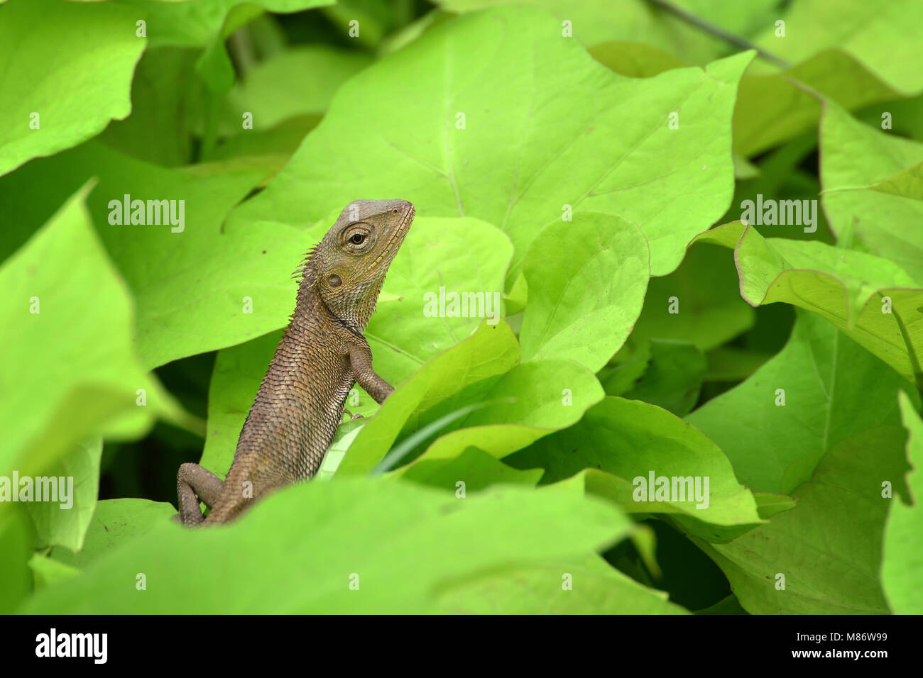 Lizard leaf hi-res stock photography and images - Alamy