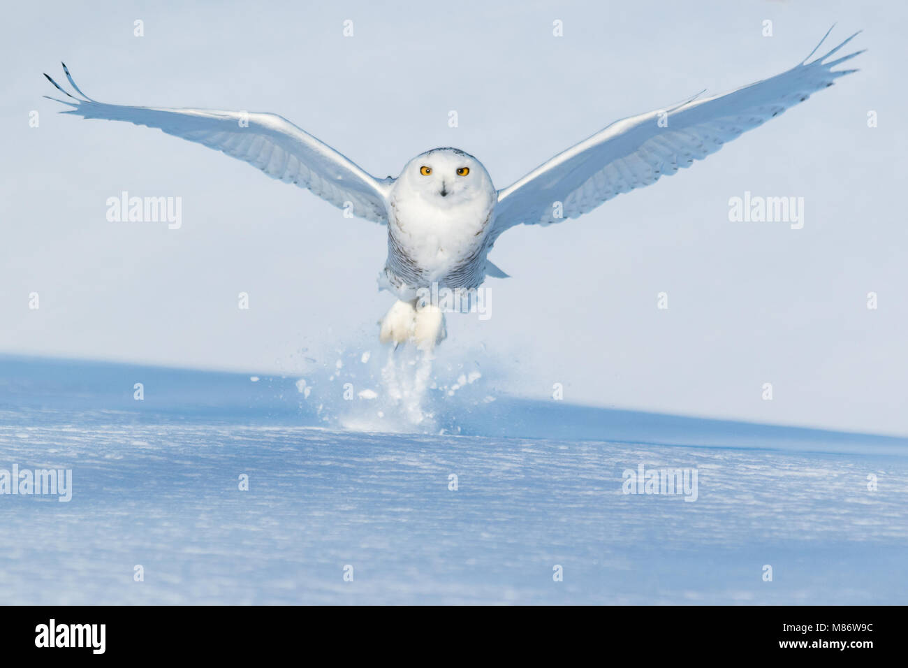 One snowy owl front view hi-res stock photography and images - Alamy