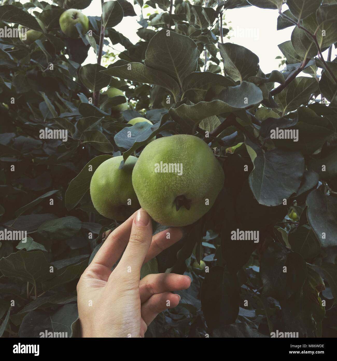 People reaching fruit on tree hi-res stock photography and images - Alamy