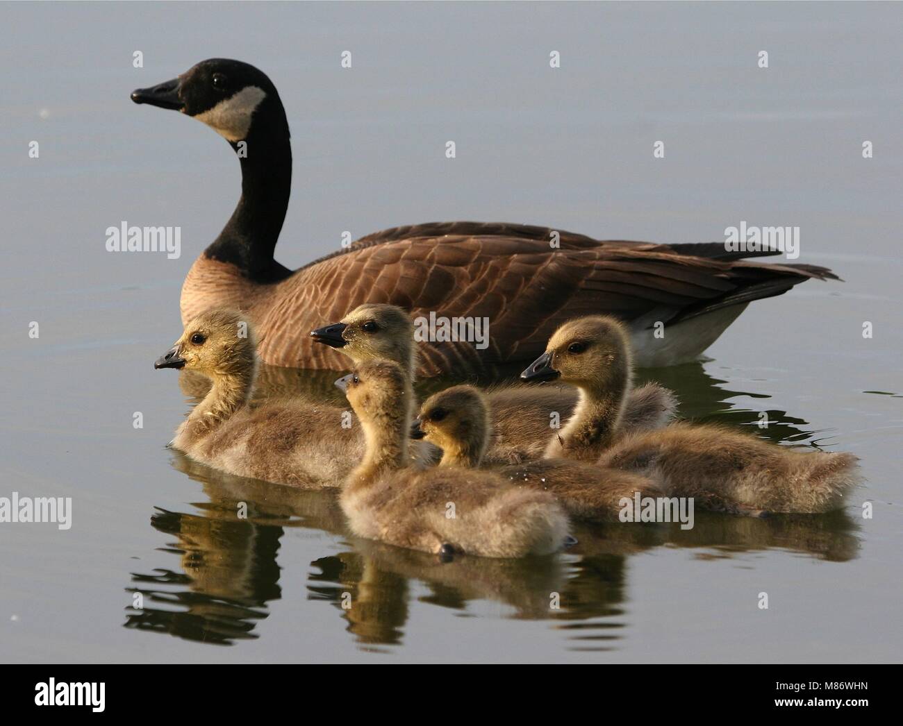 Duck in a lake with her ducklings, Alaska, United States Stock Photo ...