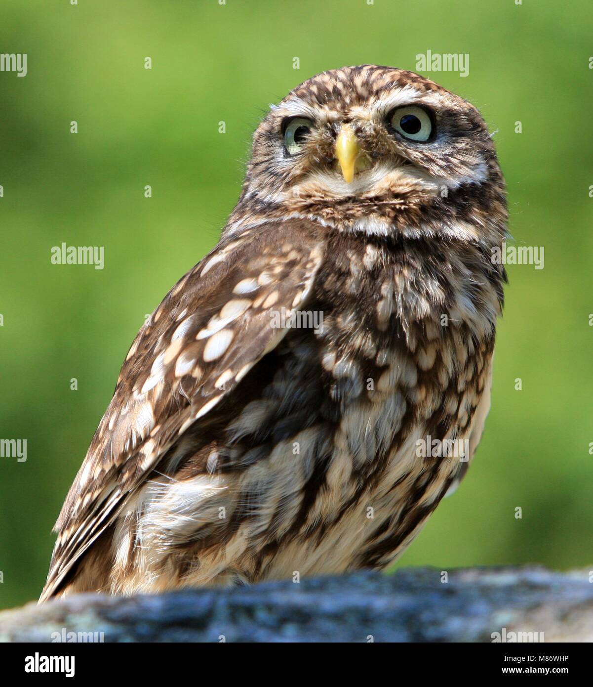 Portrait of an owl Stock Photo - Alamy