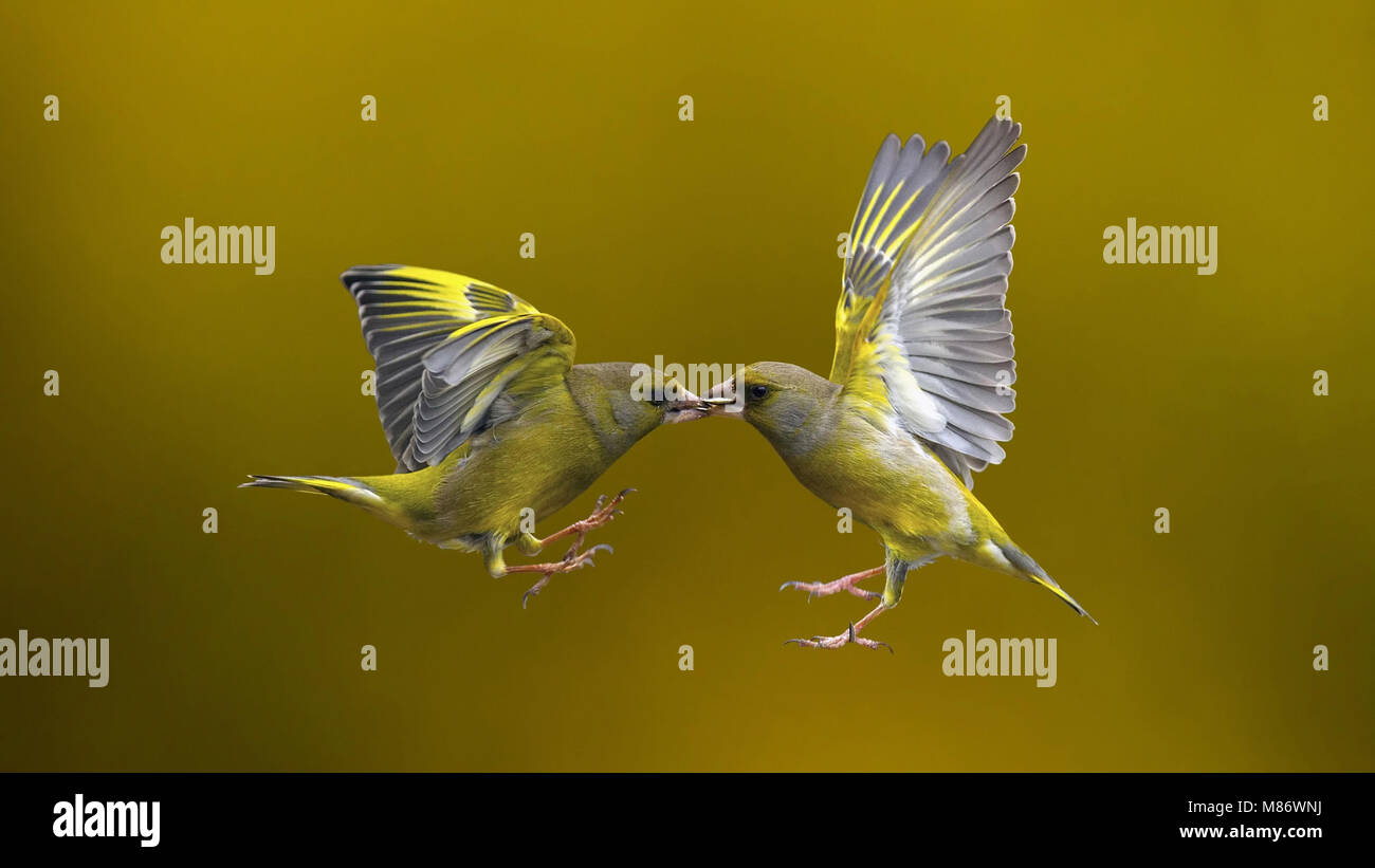 Two birds hovering mid air face to face Stock Photo - Alamy
