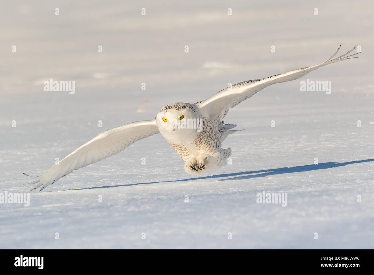 Snowy owl in mid flight, Quebec, Canada Stock Photo - Alamy
