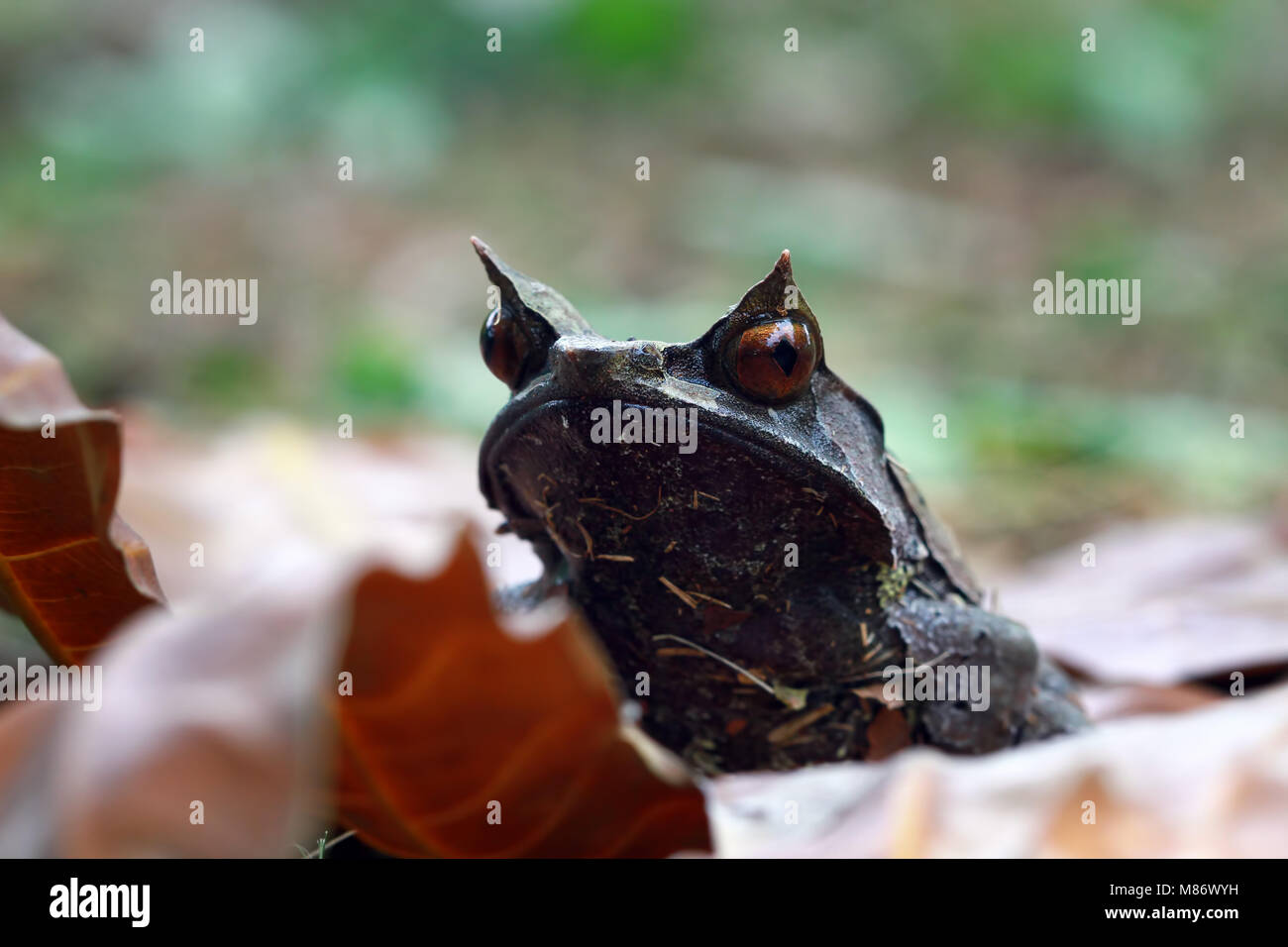 Borneo horned toad hi-res stock photography and images - Alamy