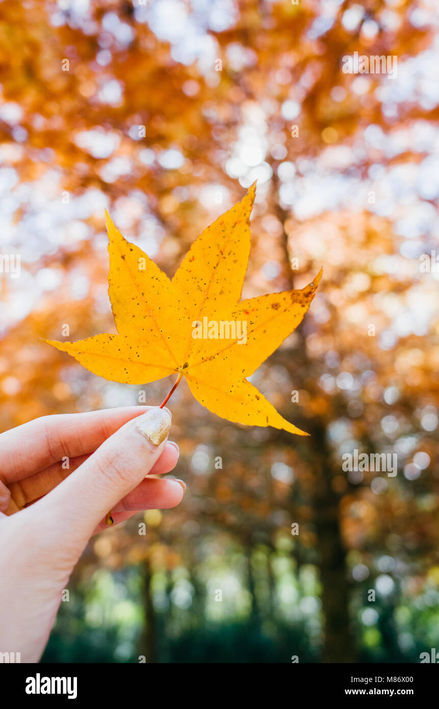 Hand holding maple leaf hi-res stock photography and images - Alamy