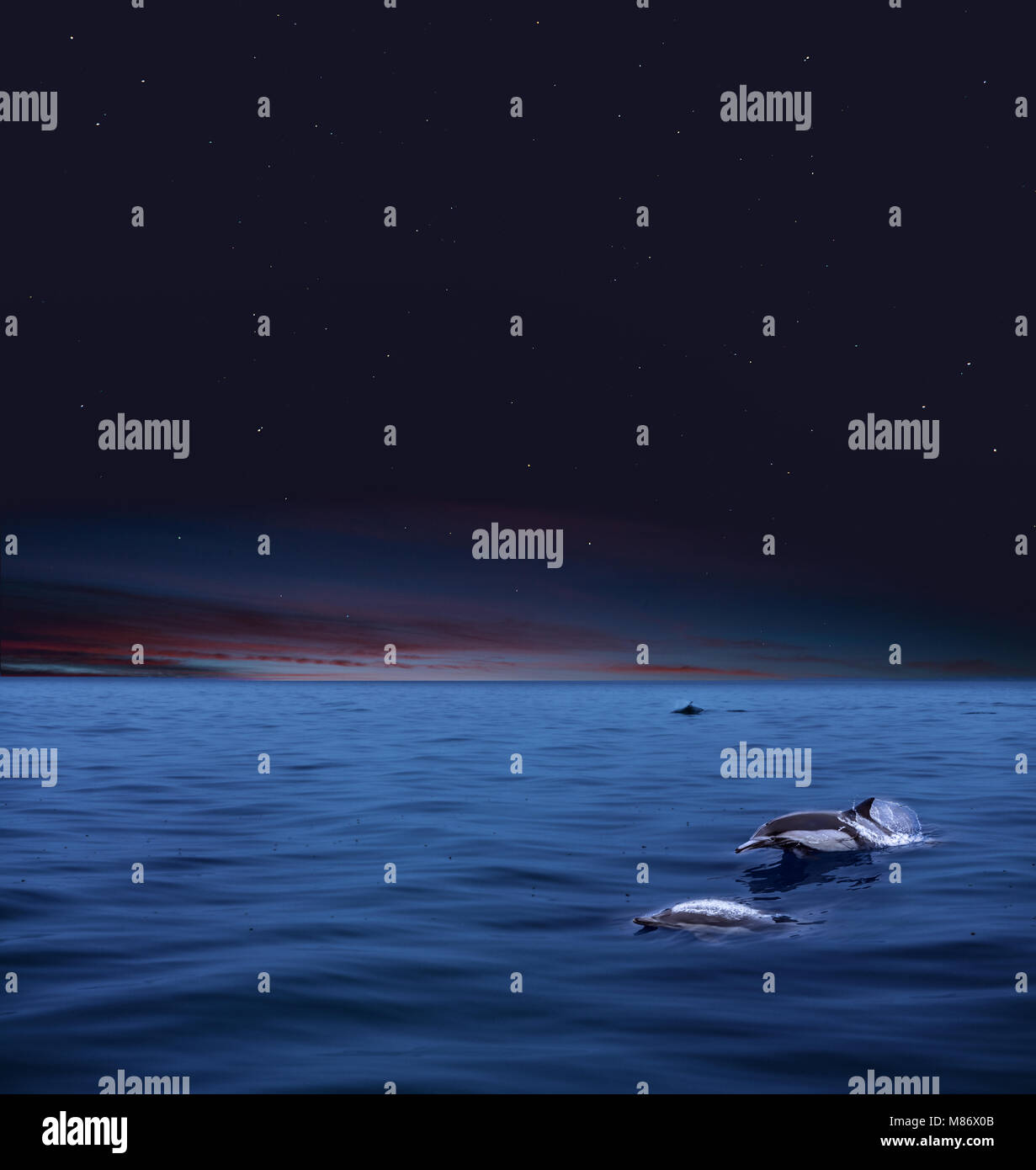 Mammal swimming hi-res stock photography and images - Alamy