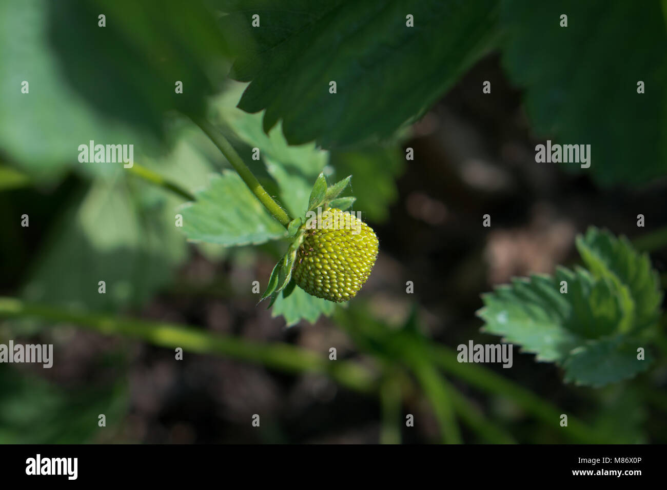 Unripe strawberry fruit hi-res stock photography and images - Alamy