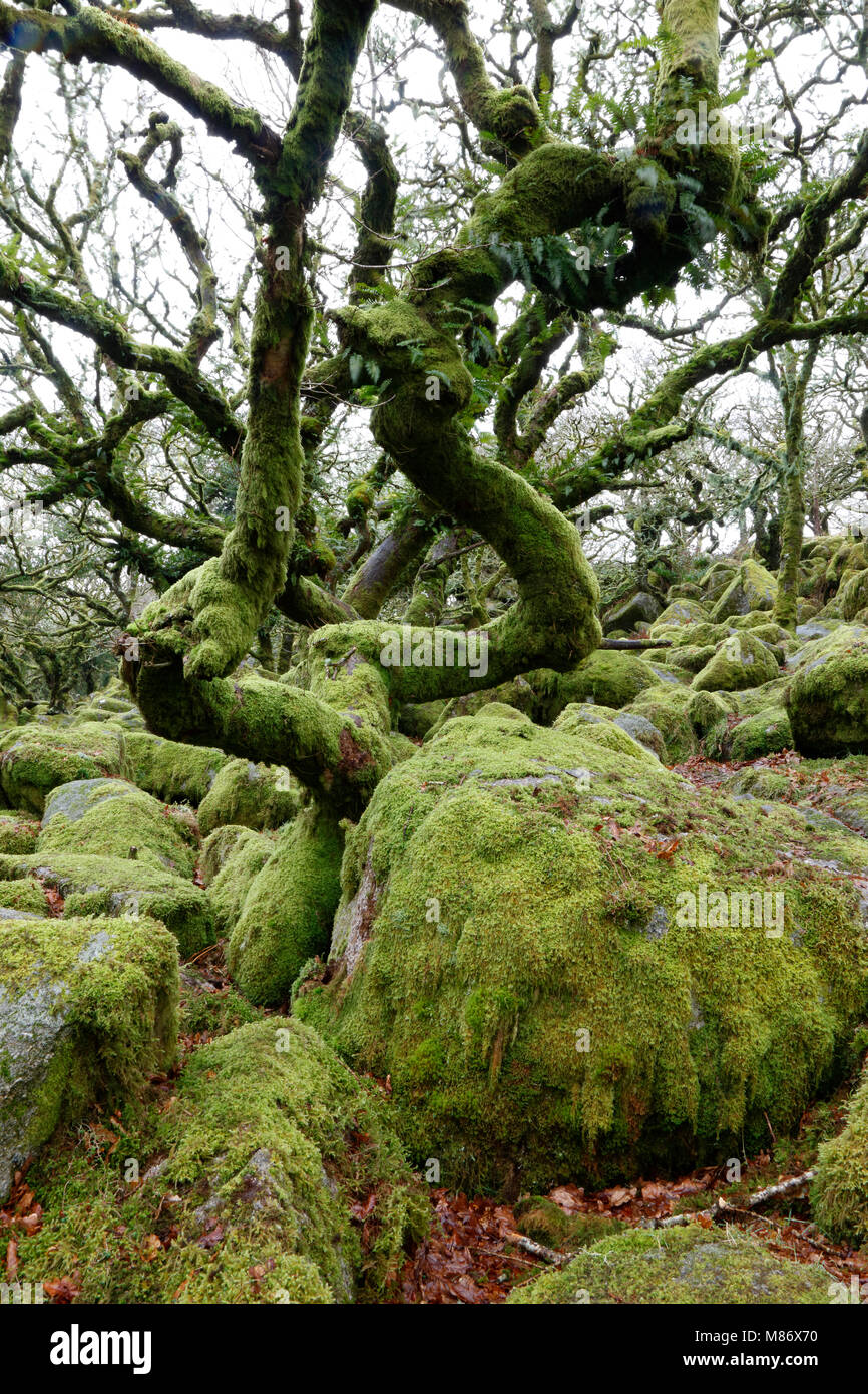 Wistmans wood dartmoor hi-res stock photography and images - Alamy