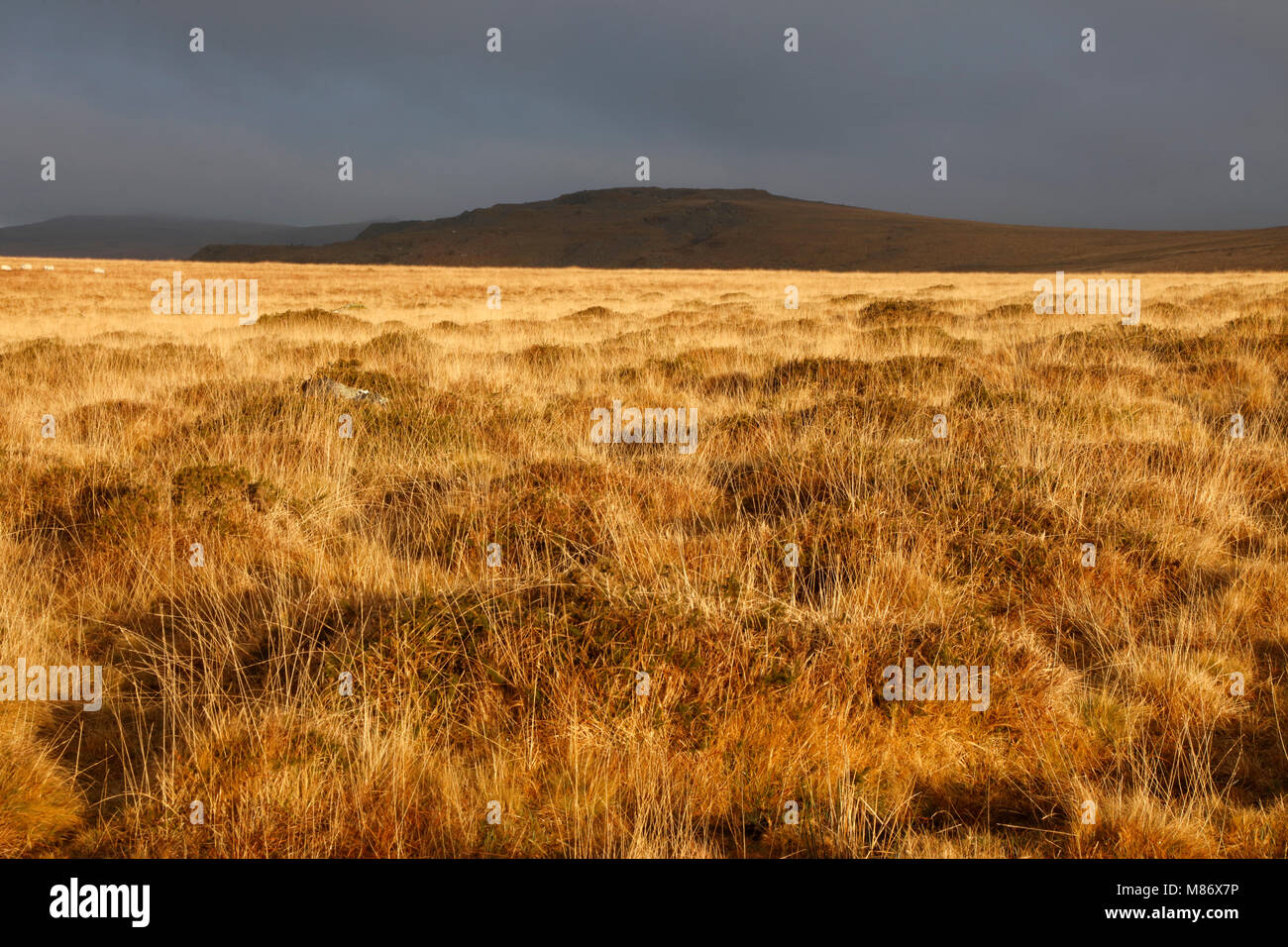 Walkhampton common hi-res stock photography and images - Alamy