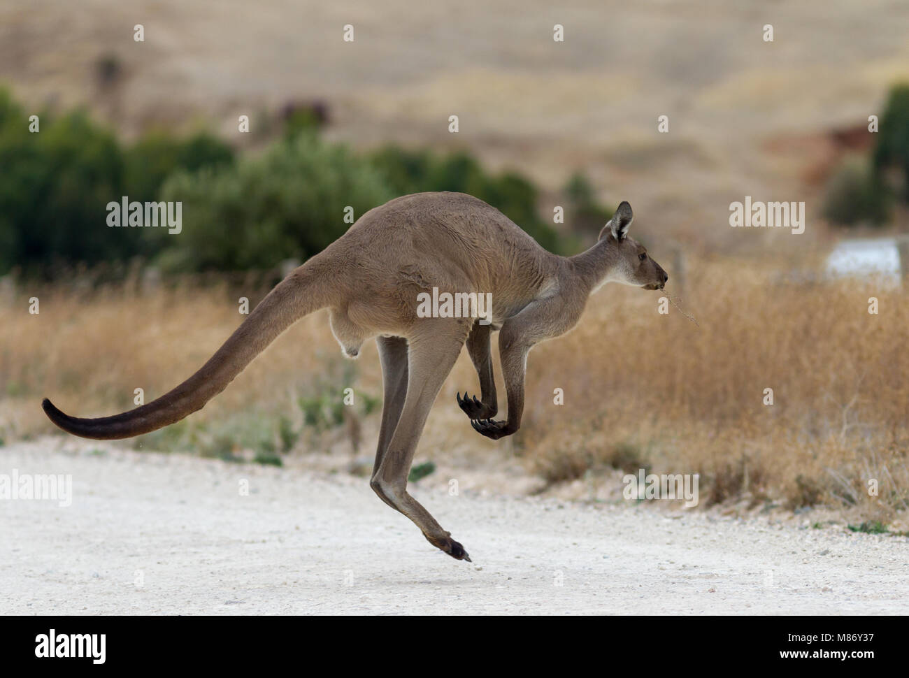 Skippy bush kangaroo hi-res stock photography and images - Alamy