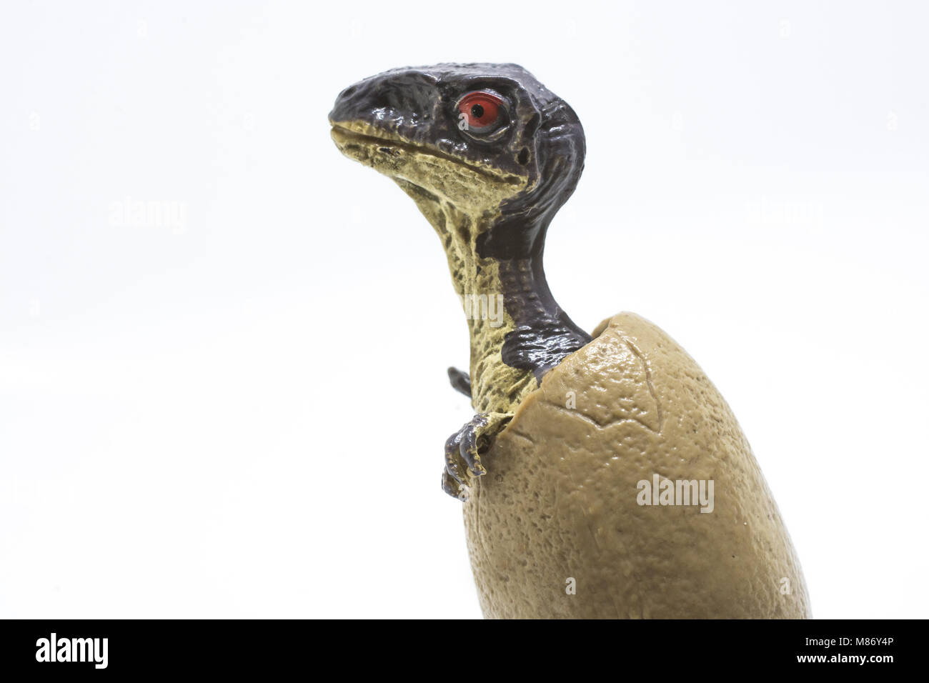 Reptile egg hi-res stock photography and images - Alamy