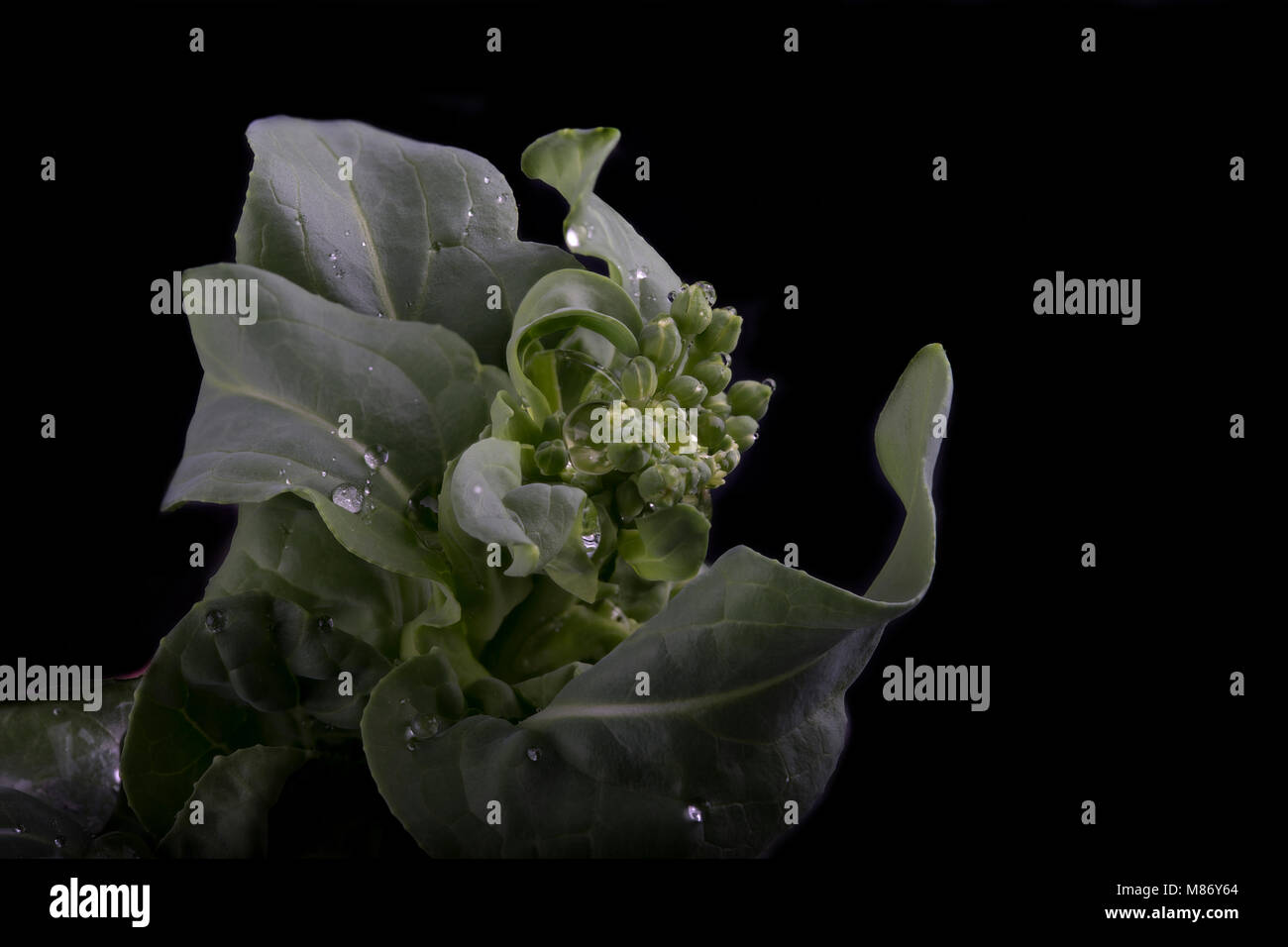 Chopped chinese cabbage on hi-res stock photography and images - Alamy