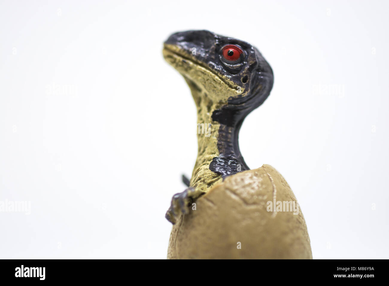 baby velociraptor into egg on white background Stock Photo - Alamy