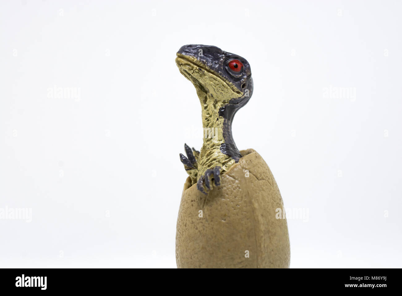 baby velociraptor into egg on white background Stock Photo - Alamy