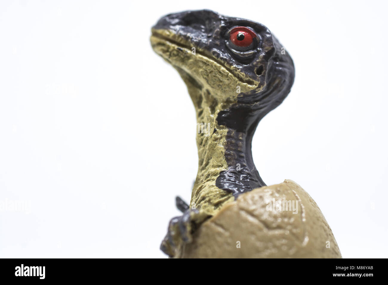 baby velociraptor into egg on white background Stock Photo - Alamy