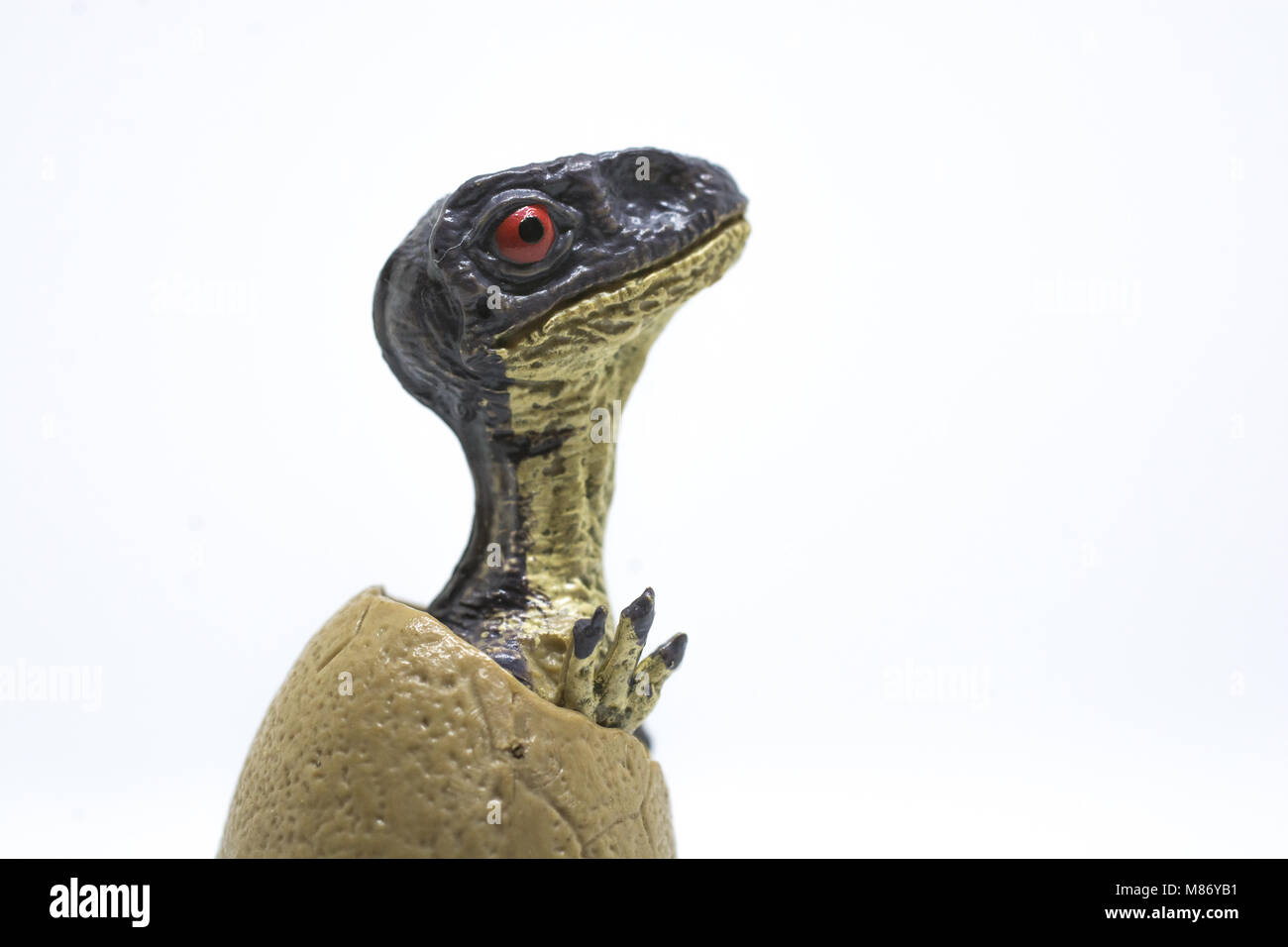 baby velociraptor into egg on white background Stock Photo - Alamy