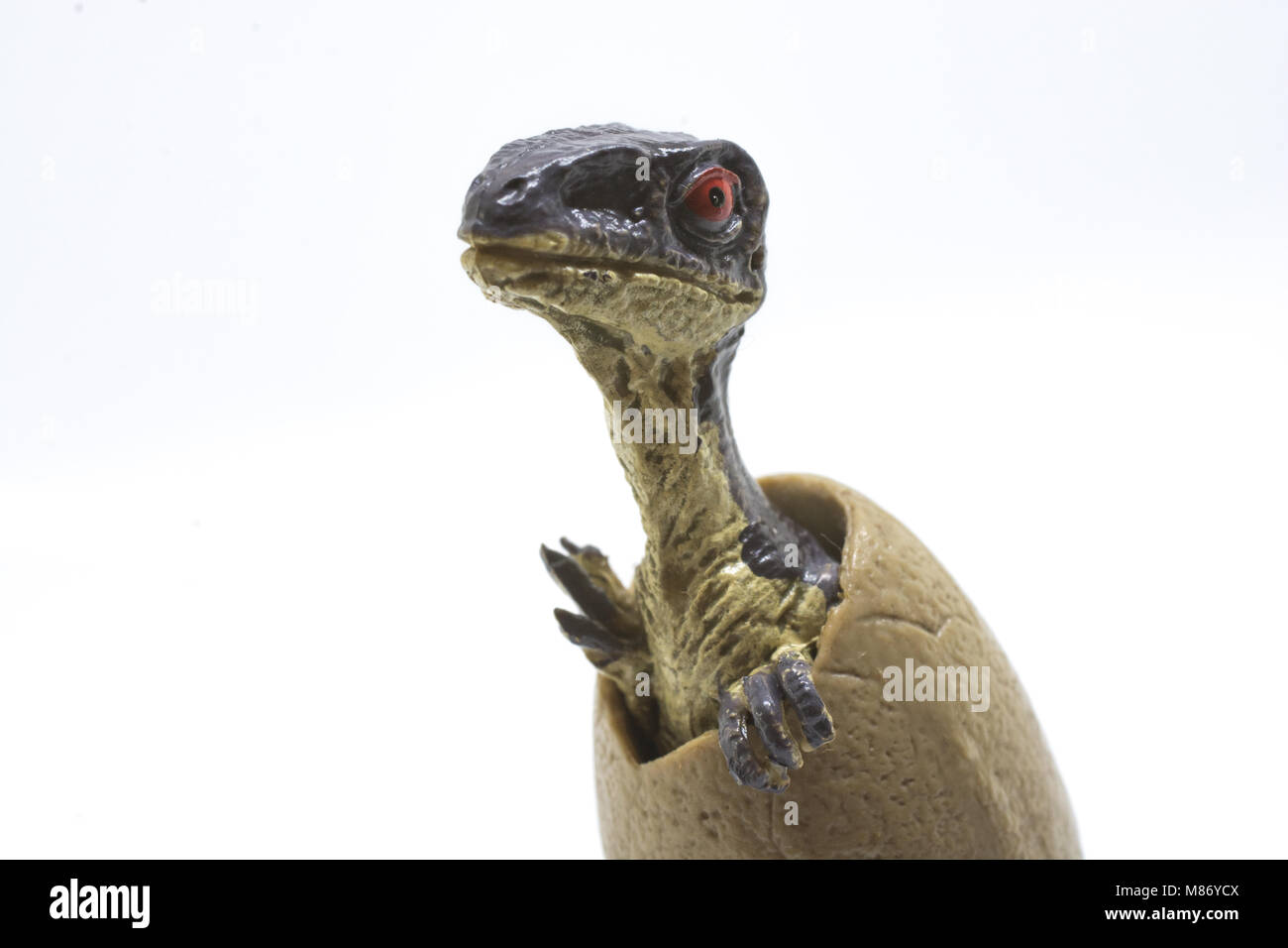 Prehistoric fossil egg hi-res stock photography and images - Alamy