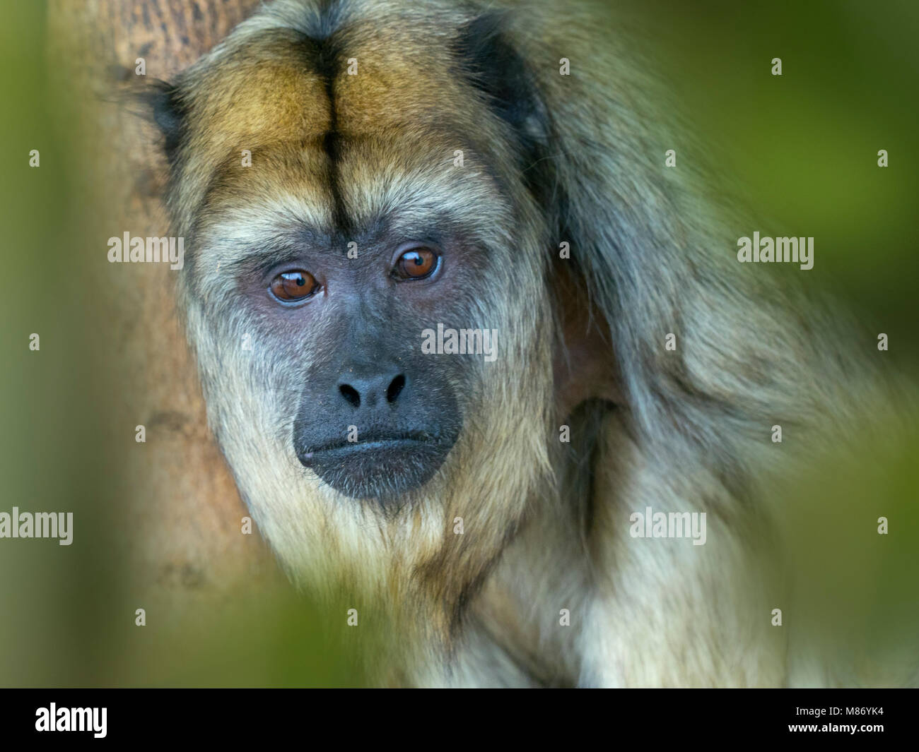 Female black and gold howler monkey alouatta caraya hi-res stock ...