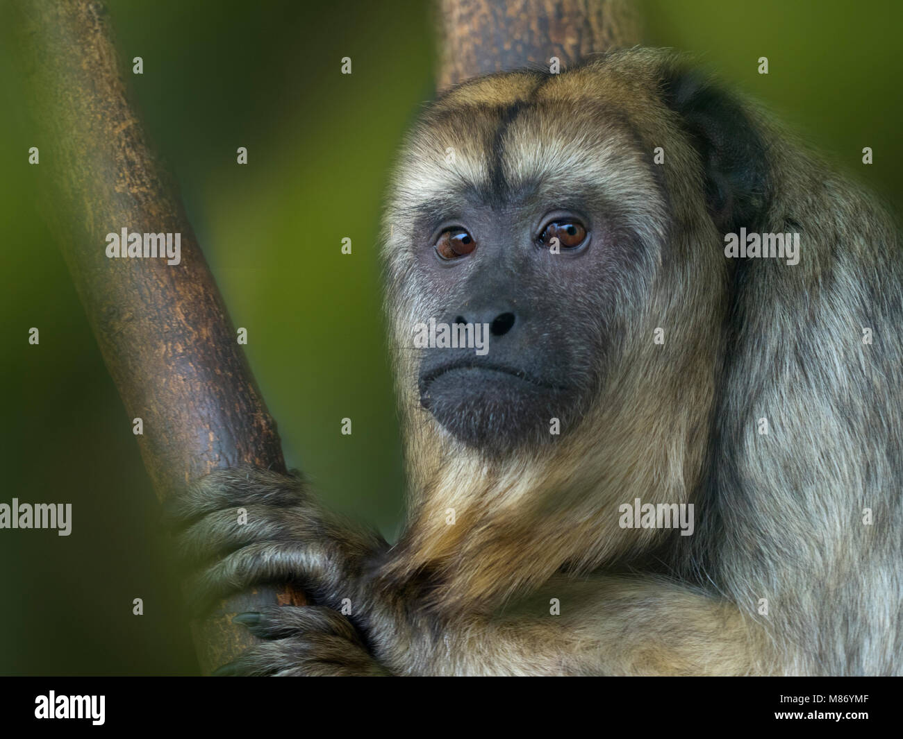 Black And Gold Howler Monkey High Resolution Stock Photography and ...