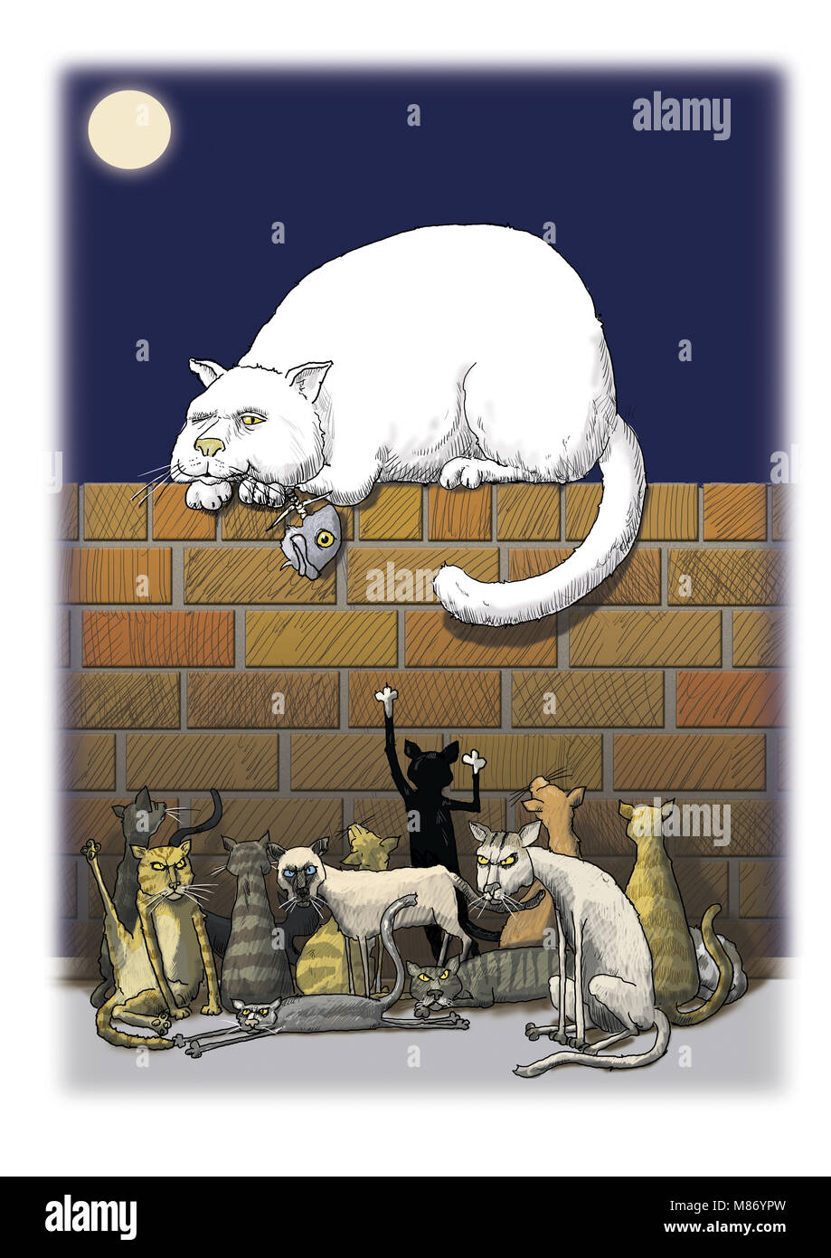 Fat cat hungry hi-res stock photography and images - Alamy