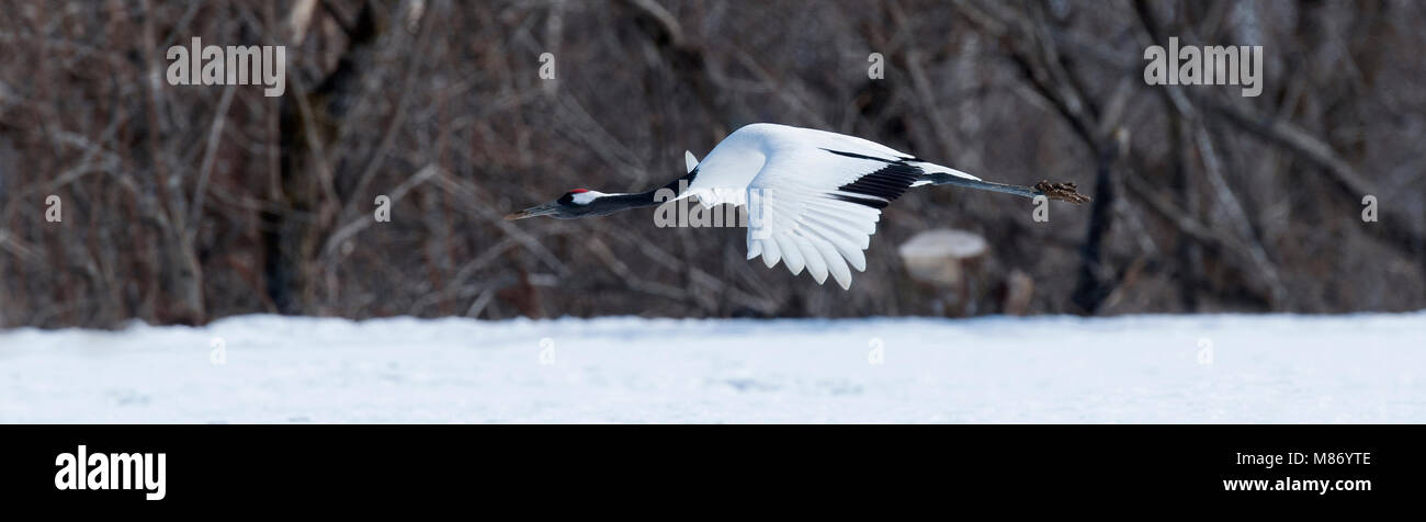 Japanese crane, Red-crowned crane (Grus japonensis), Flying, Japan ...