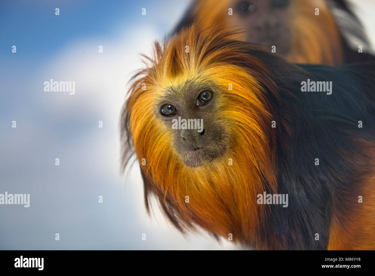 Golden-headed lion tamarin Leontopithecus chrysomelas Stock Photo - Alamy