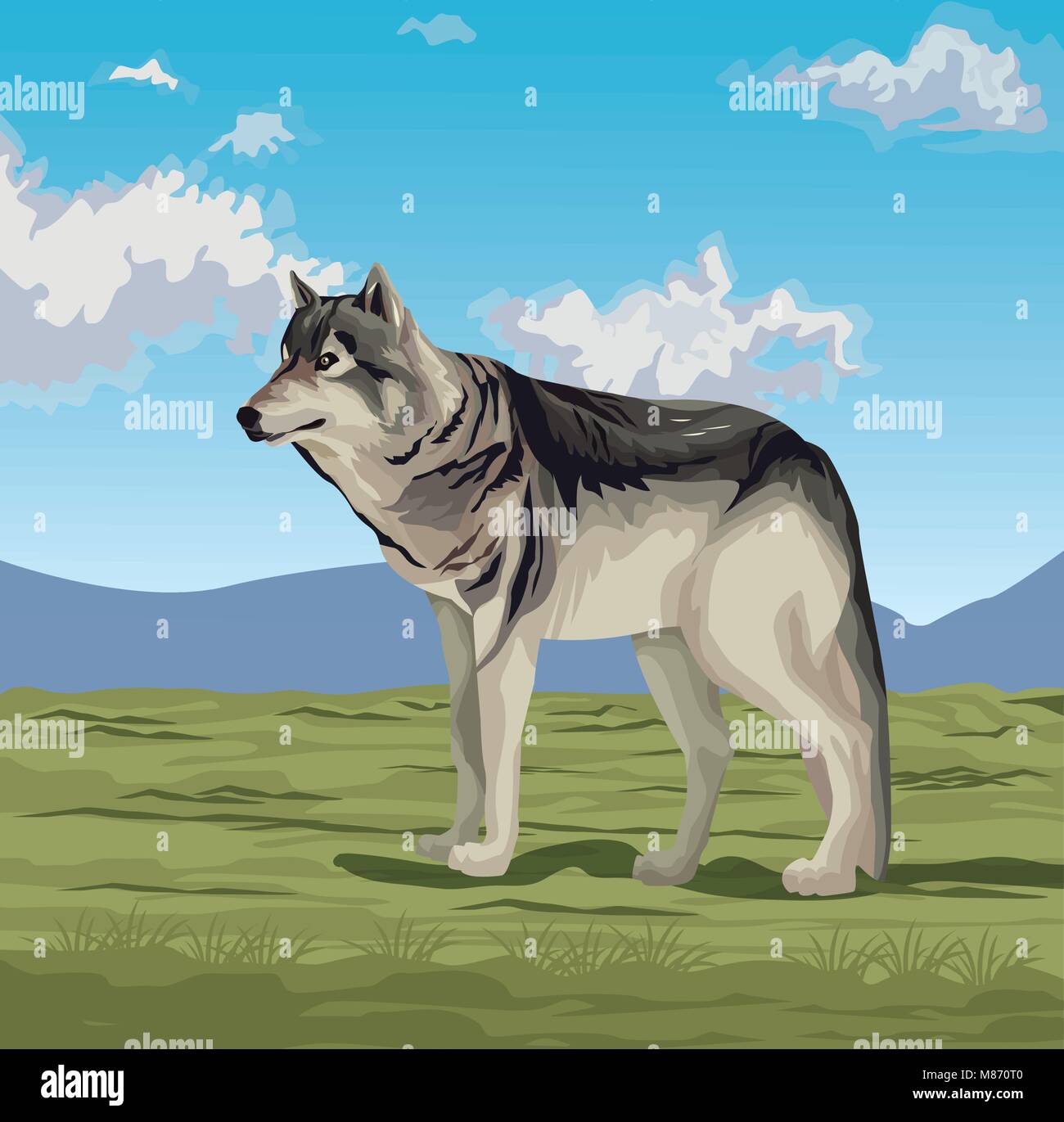 Wolf in the valley vector illustration graphic design Stock Vector ...