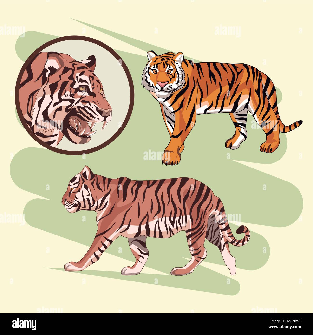 Beautiful tiger drawing vector illustration graphic design Stock Vector Image & Art - Alamy
