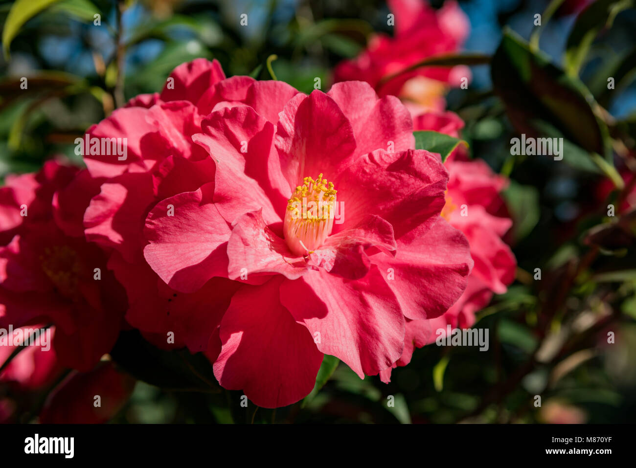 Red camellia flower hi-res stock photography and images - Alamy