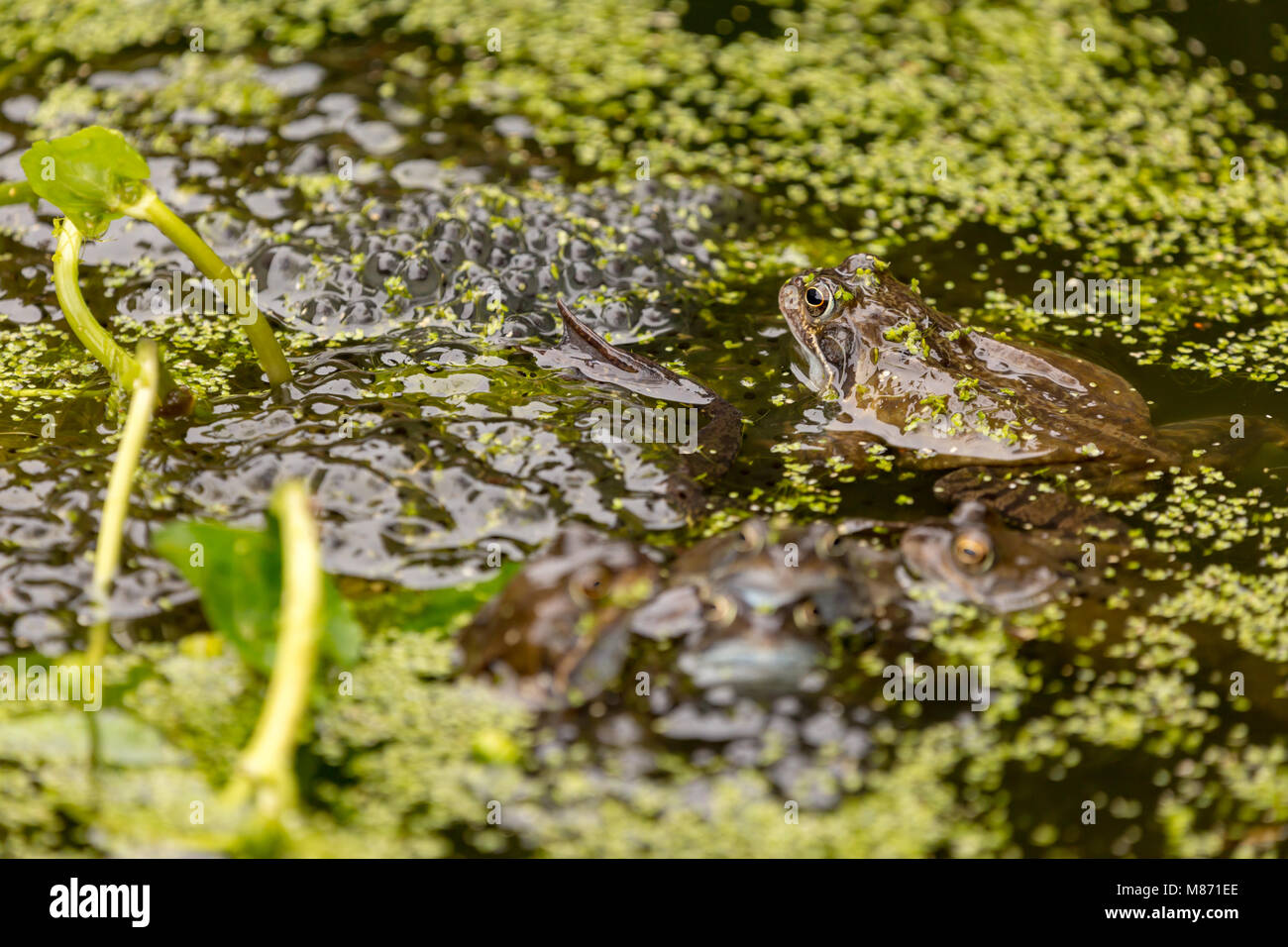 Pond spring animal courtship breeding hi-res stock photography and ...