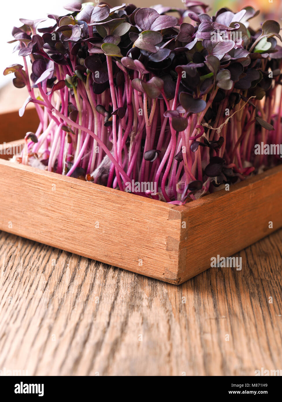 Red radish sprouts in a wooden box on a ktichen table Stock Photo - Alamy