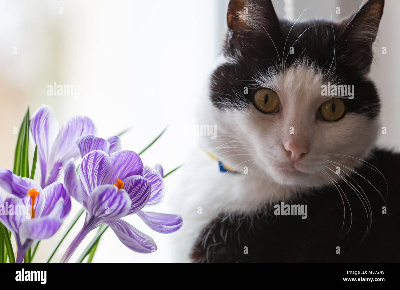 Cat smelling flowers Stock Photo - Alamy