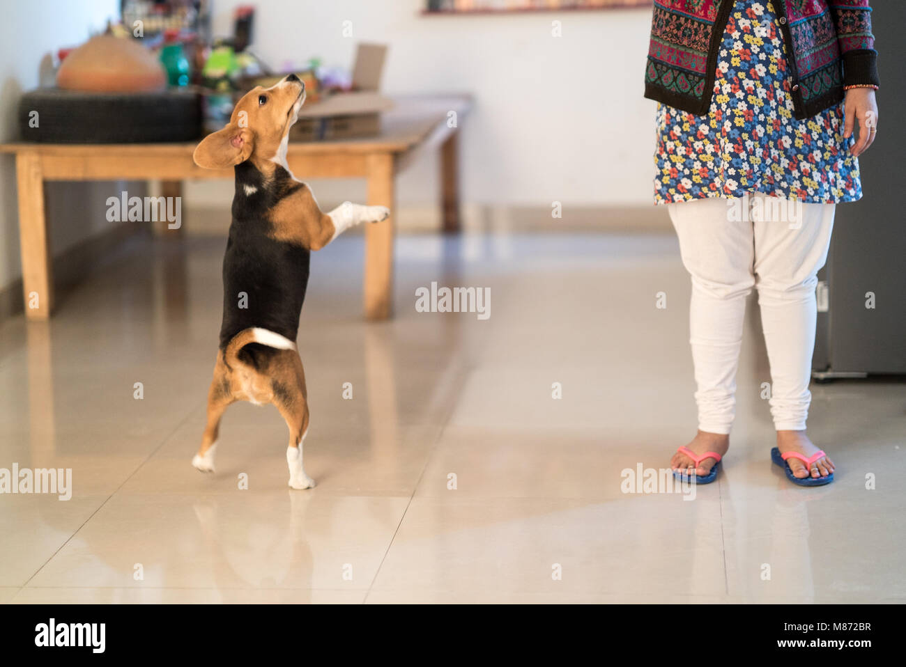 Beagle Puppy in playing action standing on one leg Stock Photo - Alamy
